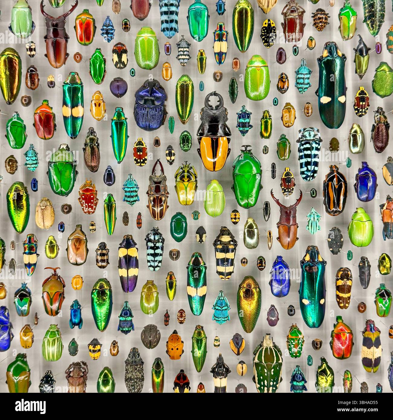 Display of beetles in a natural history museum Stock Photo - Alamy