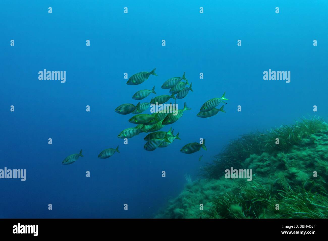 Saupe fish swim in the protected area of France's Port-Cros National ...