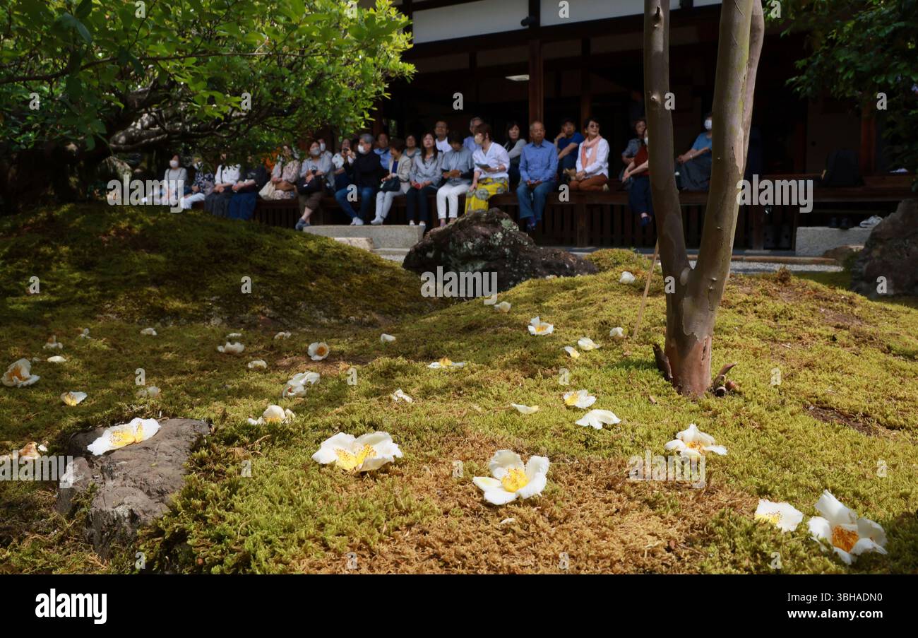 Flowers of Stewartia pseudocamellia (Korean stewartia / Japanese ...
