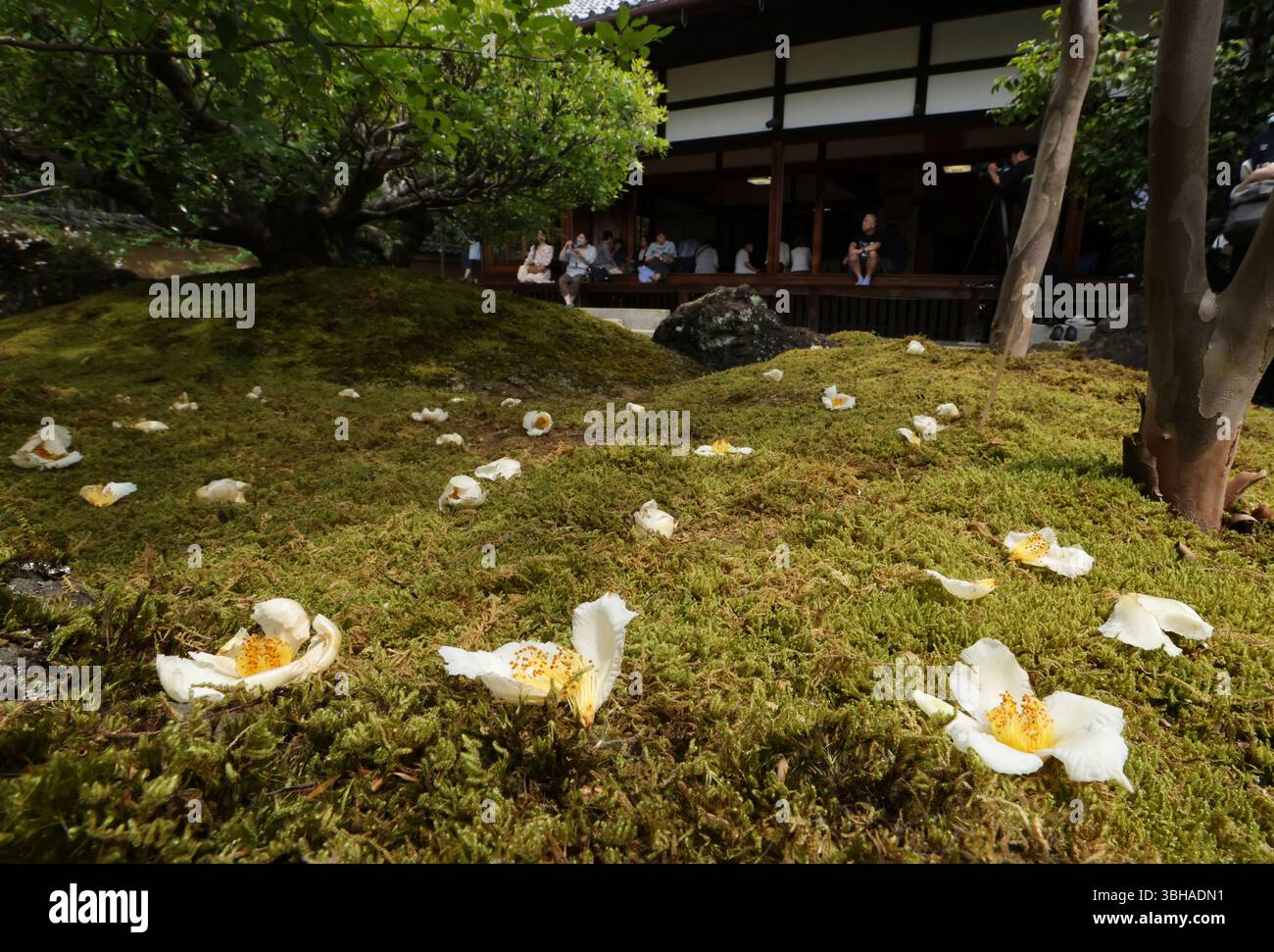 Flowers of Stewartia pseudocamellia (Korean stewartia / Japanese ...
