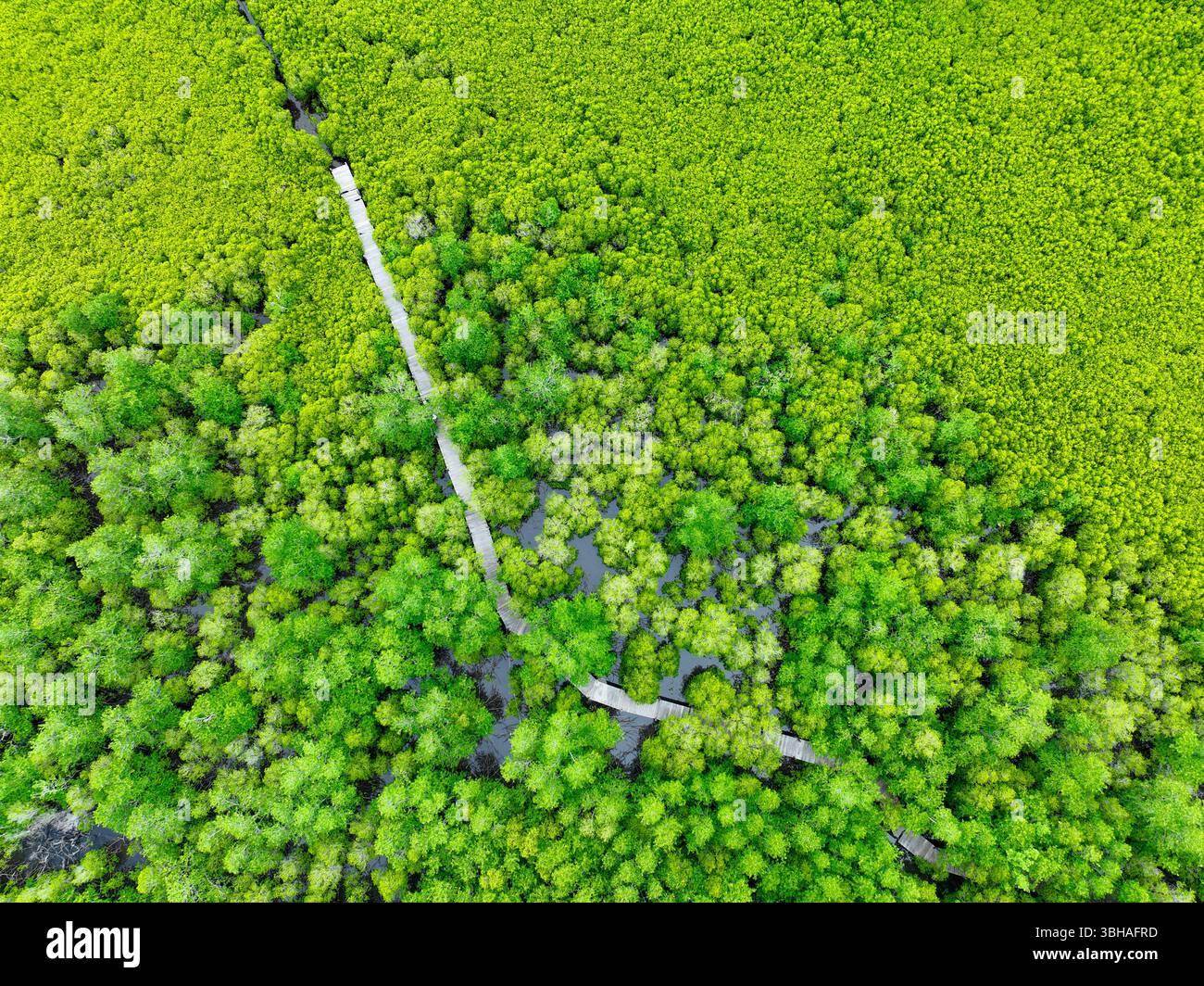 Aerial view lush green mangrove forest. Wooden bridges for natural ...