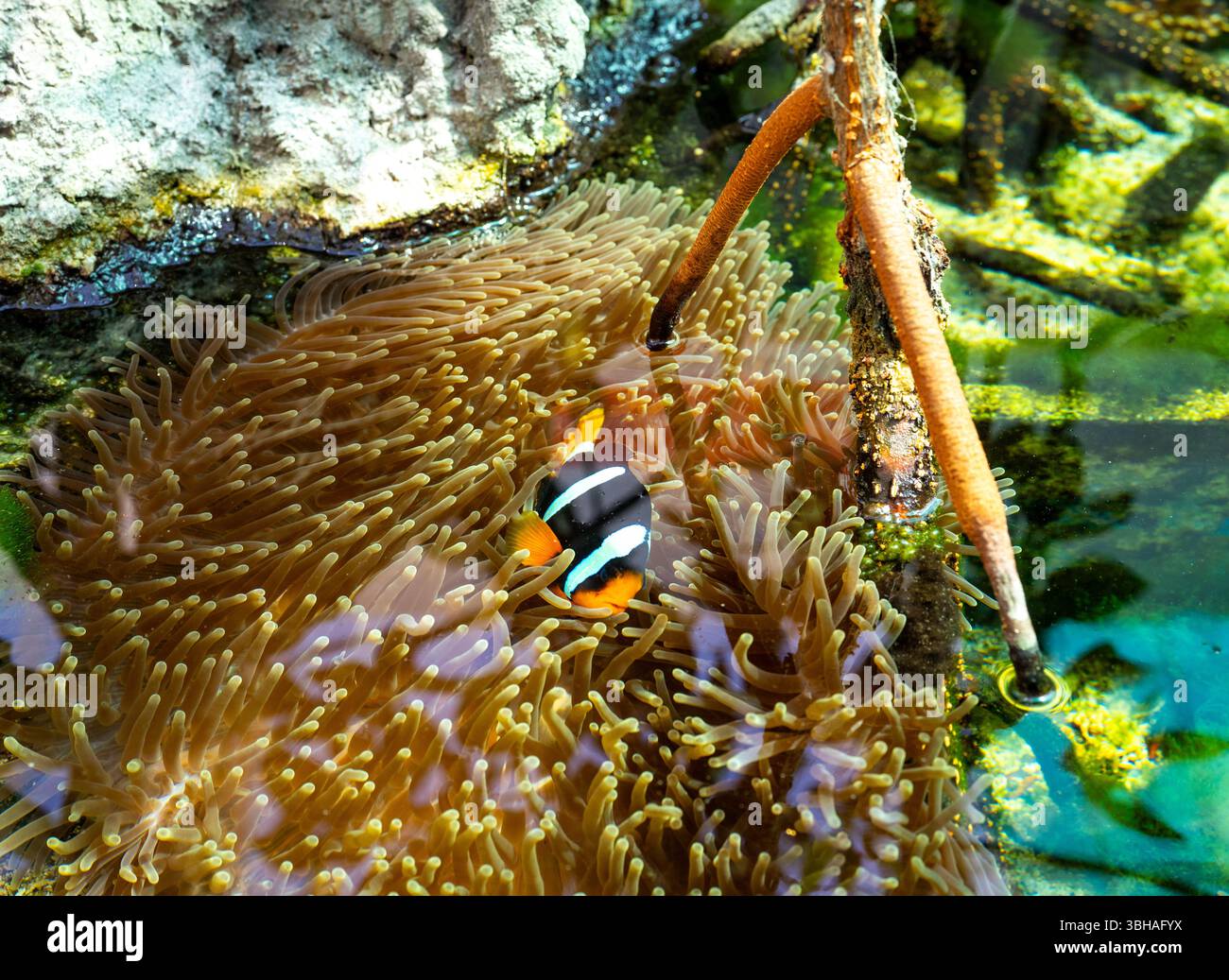 Orange clownfish swimming among protective sea anemone tentacles in ...