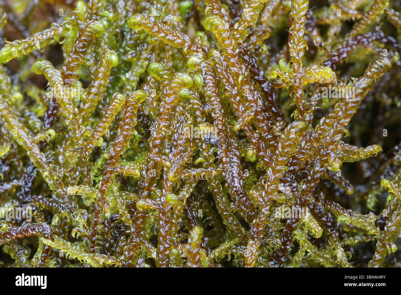 Cossons sichelmoos hi-res stock photography and images - Alamy