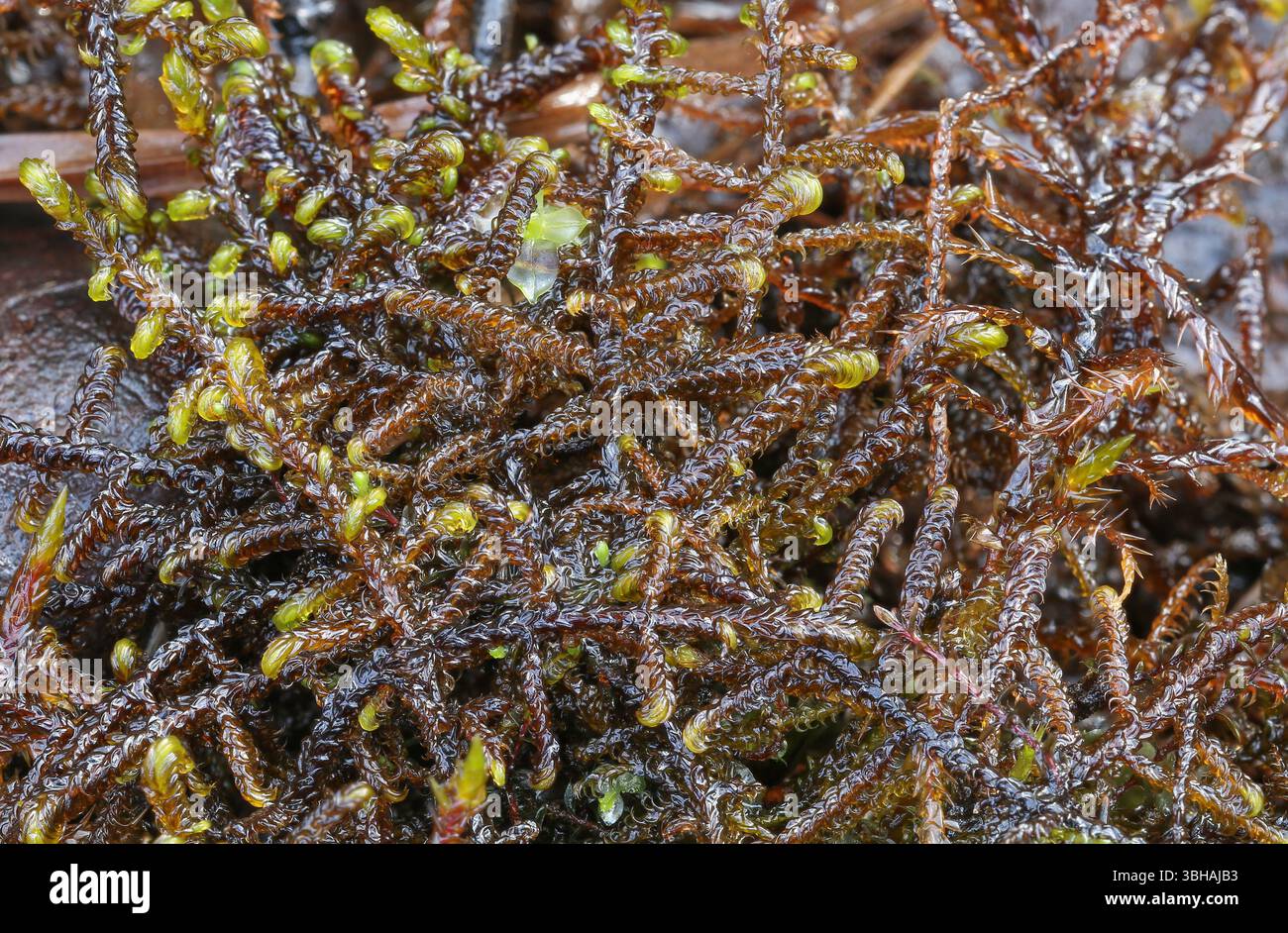 Rollblatt hi-res stock photography and images - Alamy