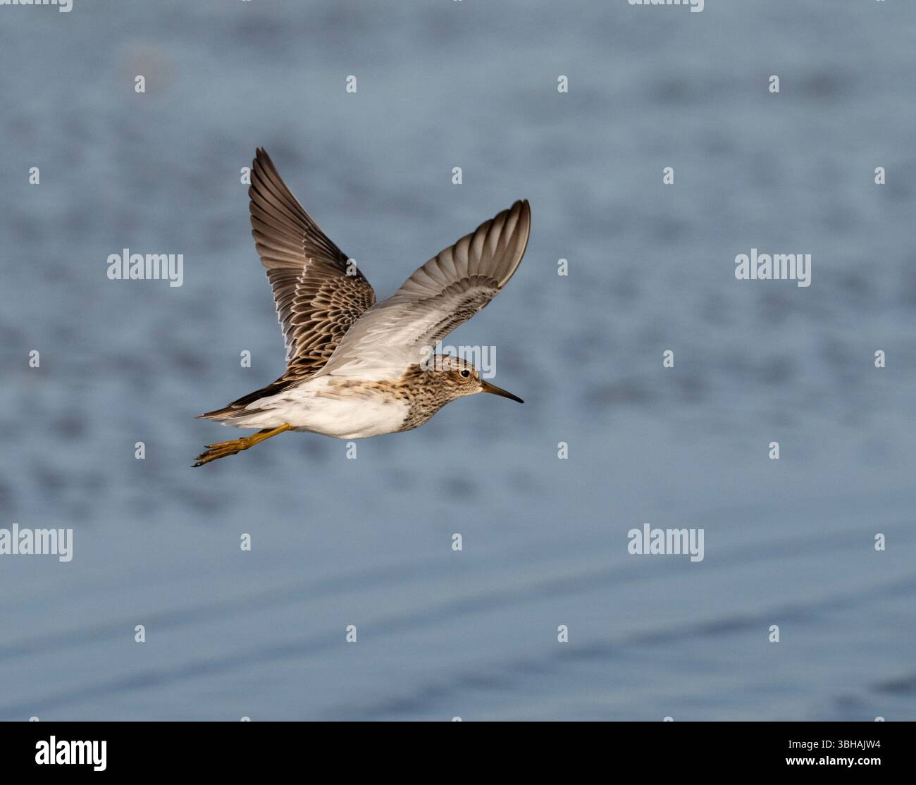 Least sandpiper (Calidris minutilla) flying over ocean. Galveston ...