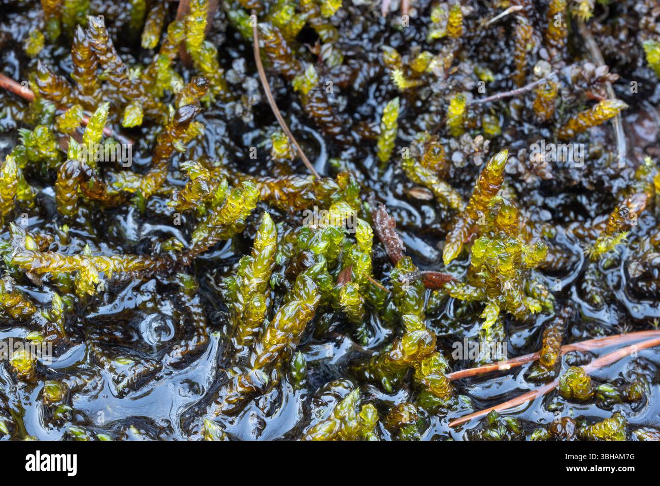 Stereode scorpion hi-res stock photography and images - Alamy