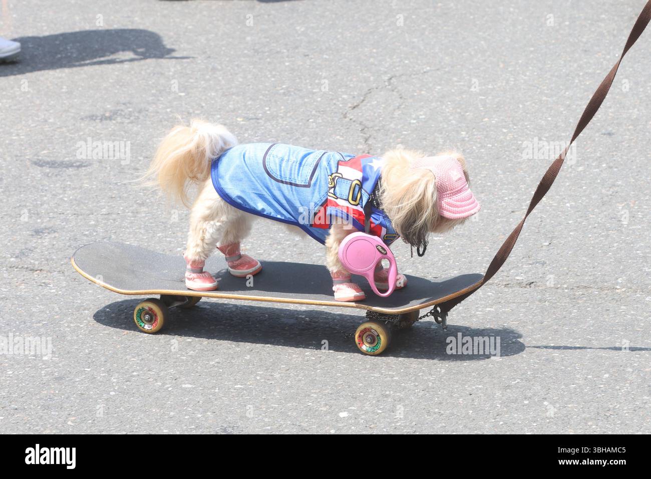 Dog on skateboard during the NYC Puerto Rican Day Parade 2025 in New ...