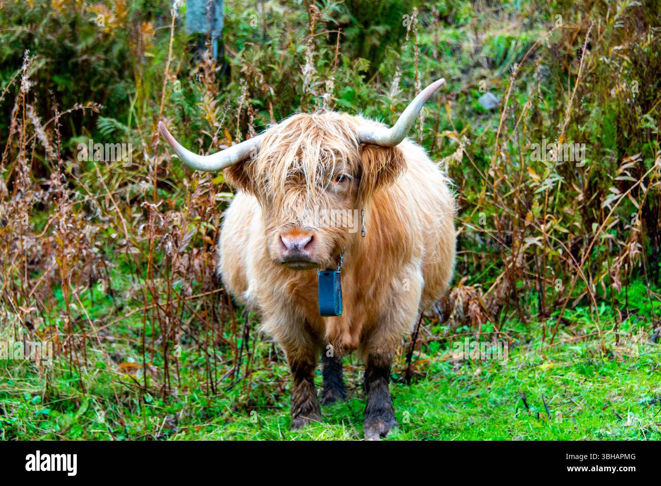 Highland cattle in water hi-res stock photography and images - Alamy