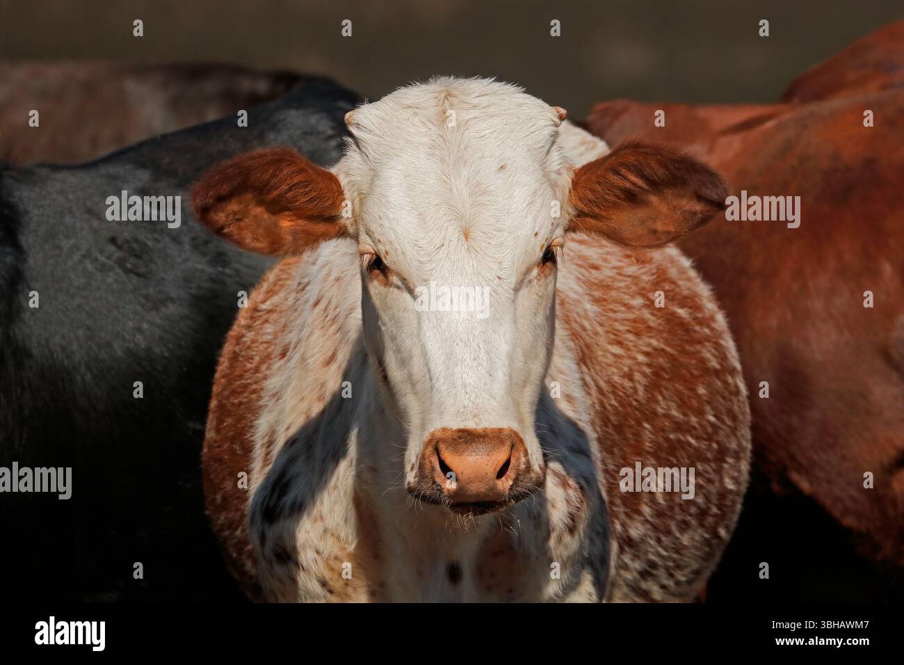 Portrait of a Sanga cow - indigenous cattle breed of breed of northern ...