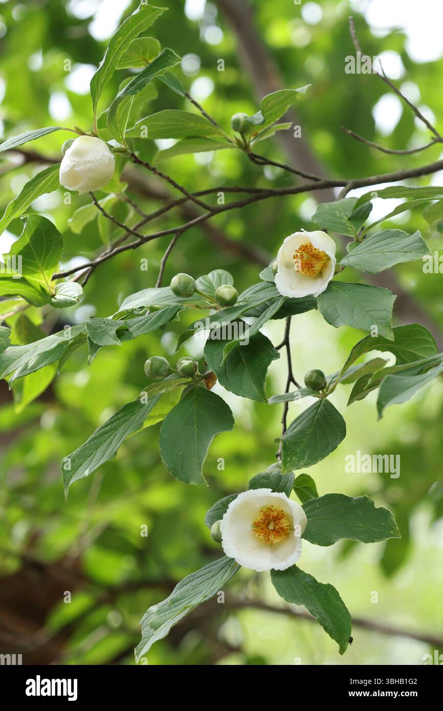 Flowers of Stewartia pseudocamellia (Korean stewartia / Japanese ...