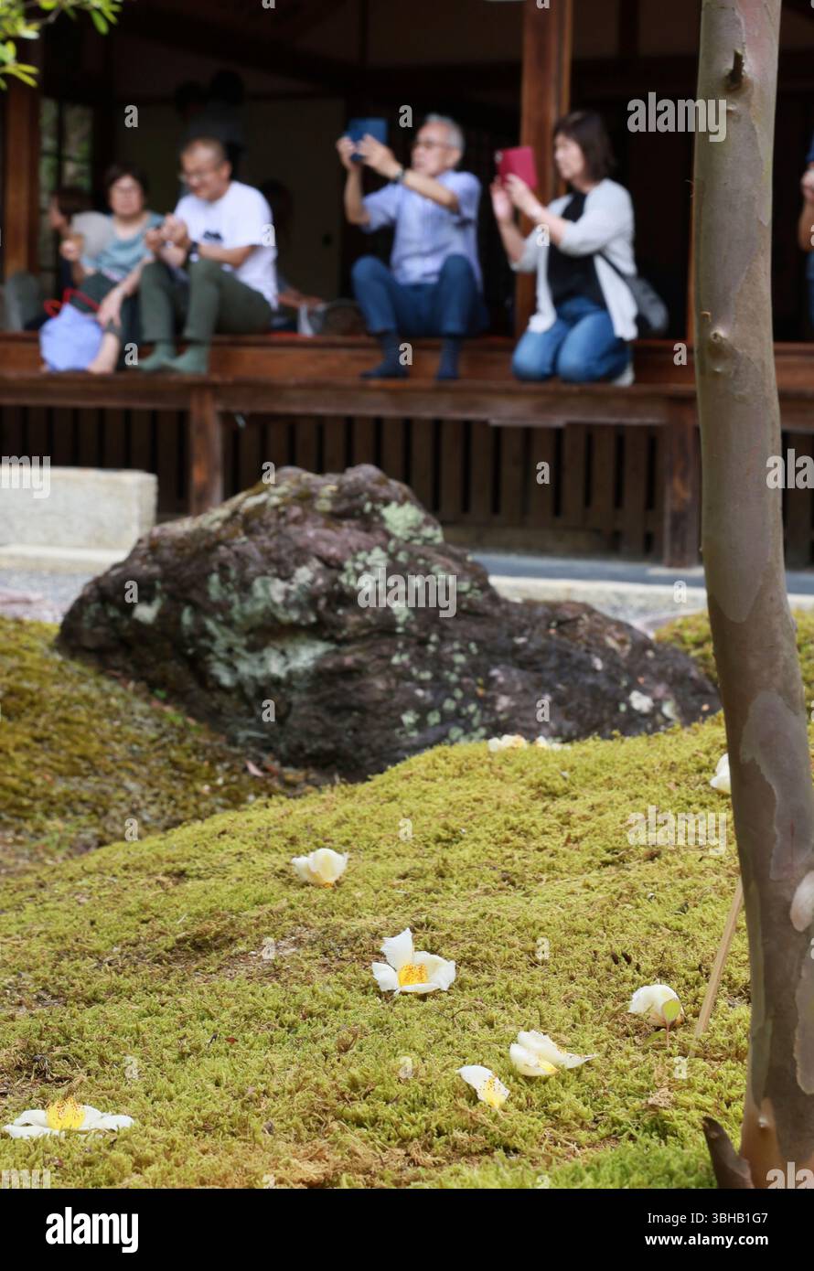 Flowers of Stewartia pseudocamellia (Korean stewartia / Japanese ...