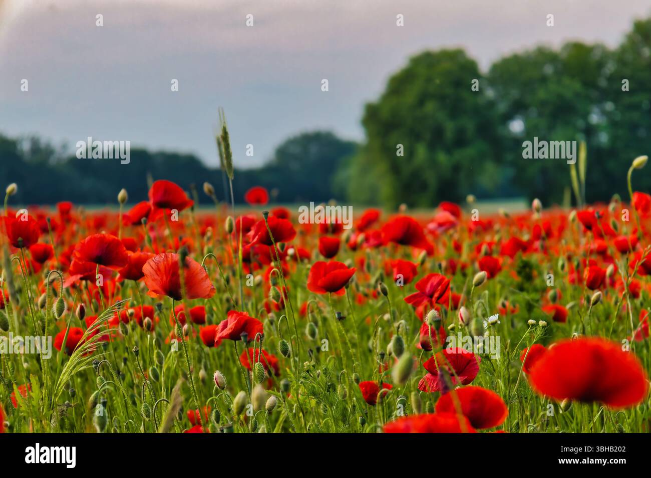 Beautiful red poppies sunset hi-res stock photography and images - Alamy