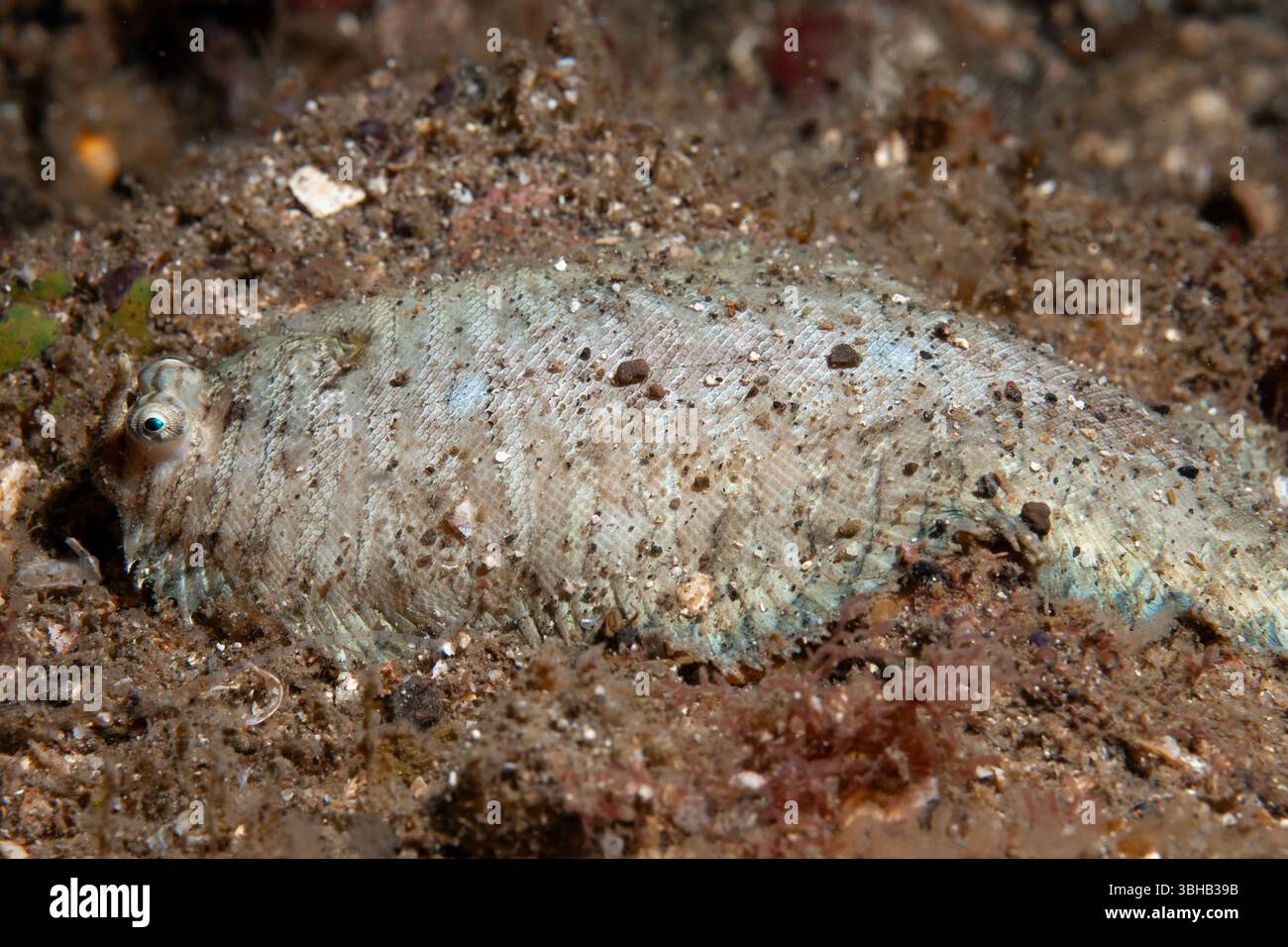 Banded Sole, Soleichthys heterorhinos, night dive, Nudi Falls dive site ...