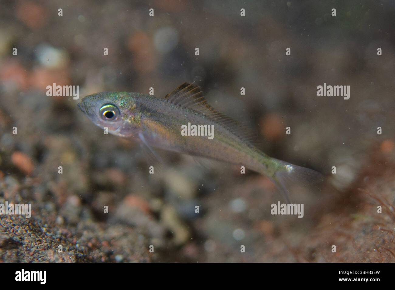 Bali diving family hi-res stock photography and images - Alamy