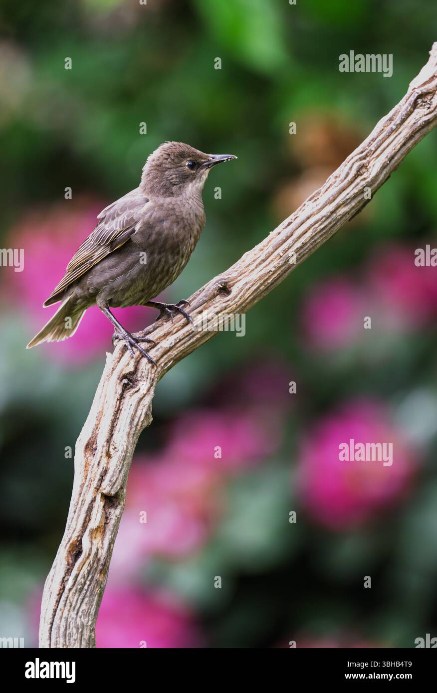 Common Starling Sturnus vulgaris juvenile perched awaiting to be fed in ...