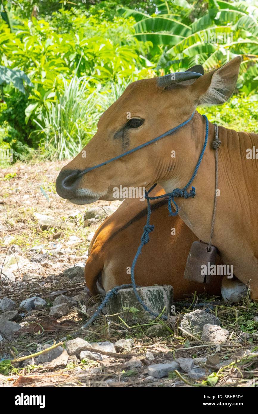 Two brown cows are laying down in a grassy area. One cow has a rope ...
