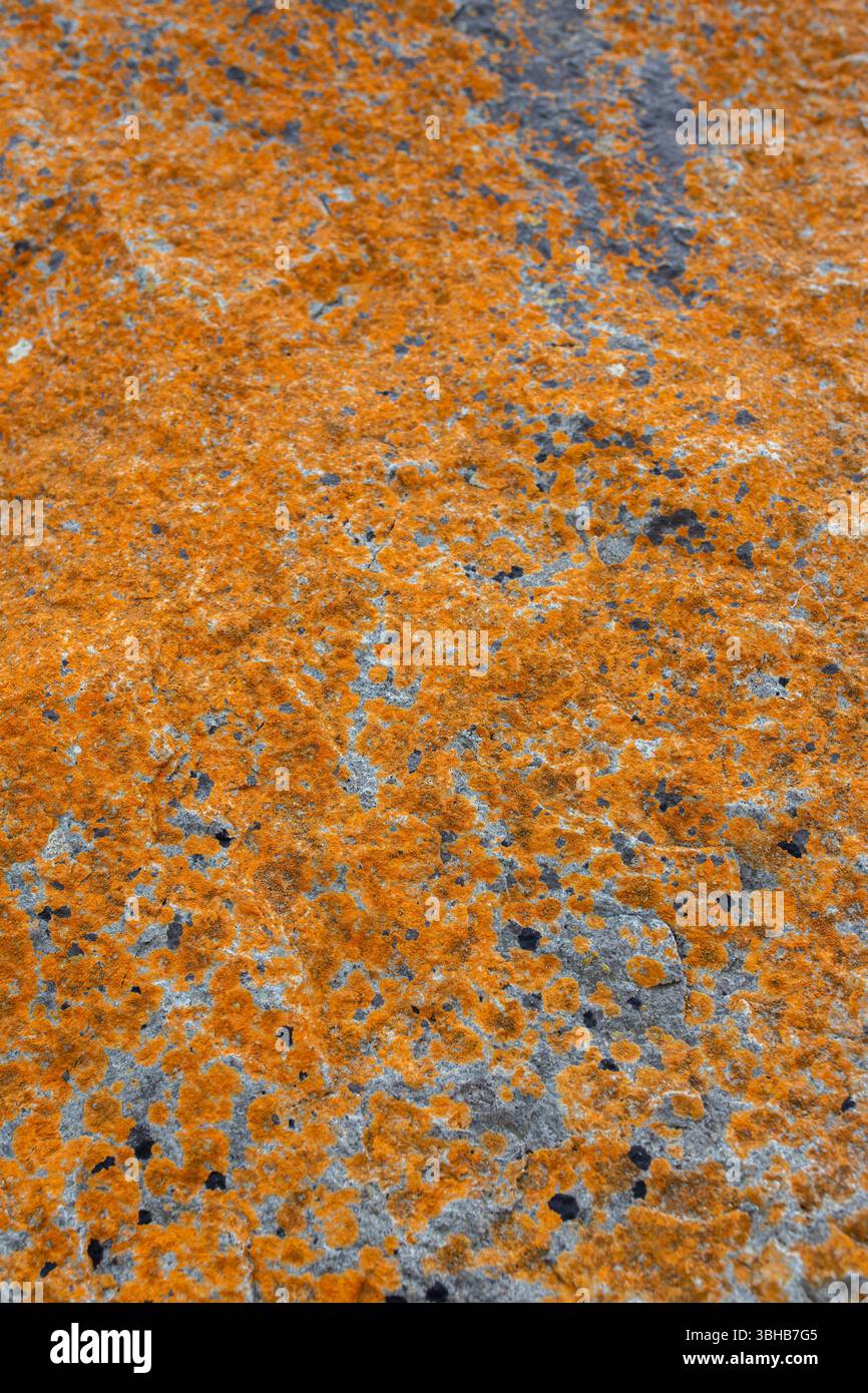Orange lichen growing on a granite rock boulder at the coast. Natural ...
