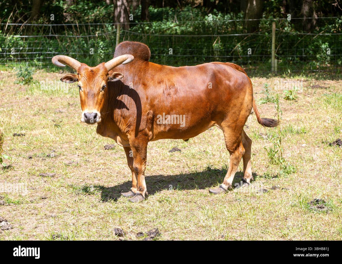 Zebu cattle bullock with horns and hump standing in field, Suffolk ...