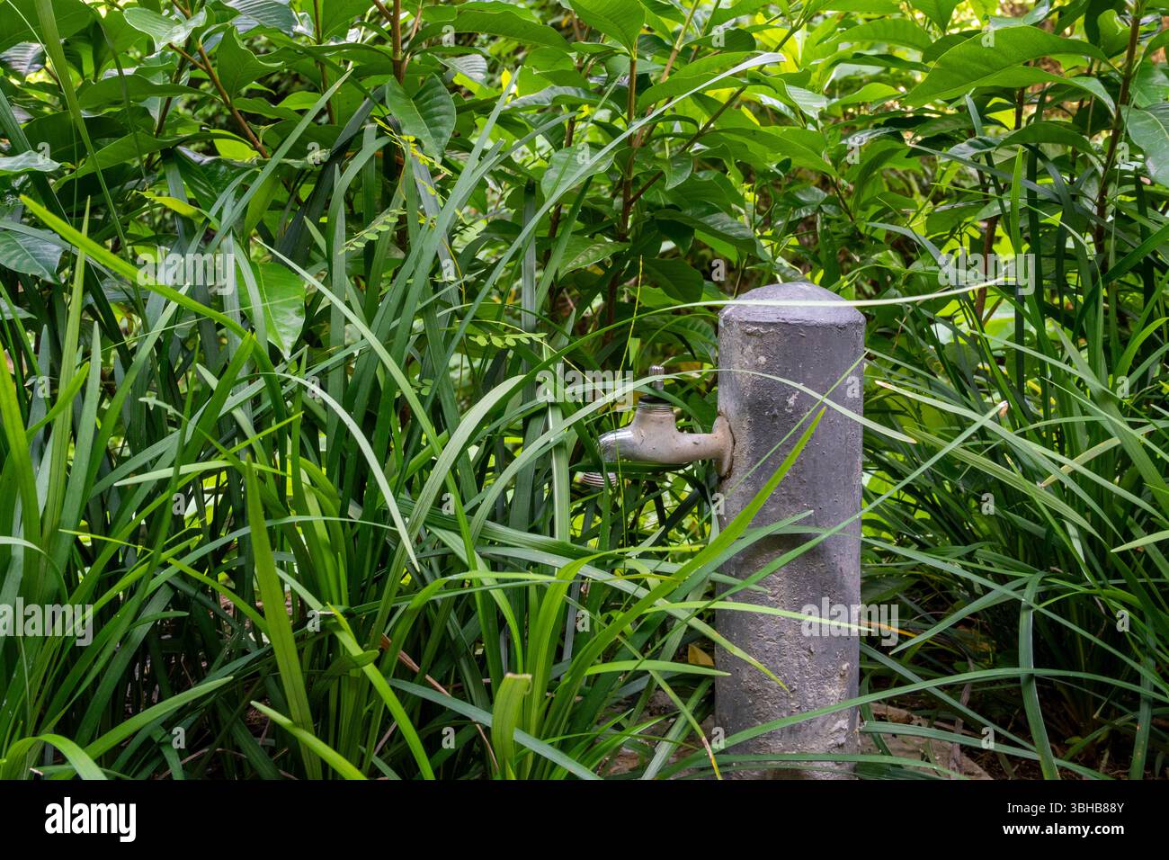 A water tap located among the green plants in the garden Stock Photo ...