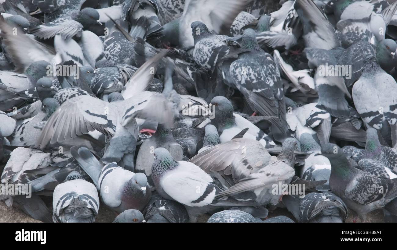 Flock pigeons flying on square hi-res stock photography and images - Alamy