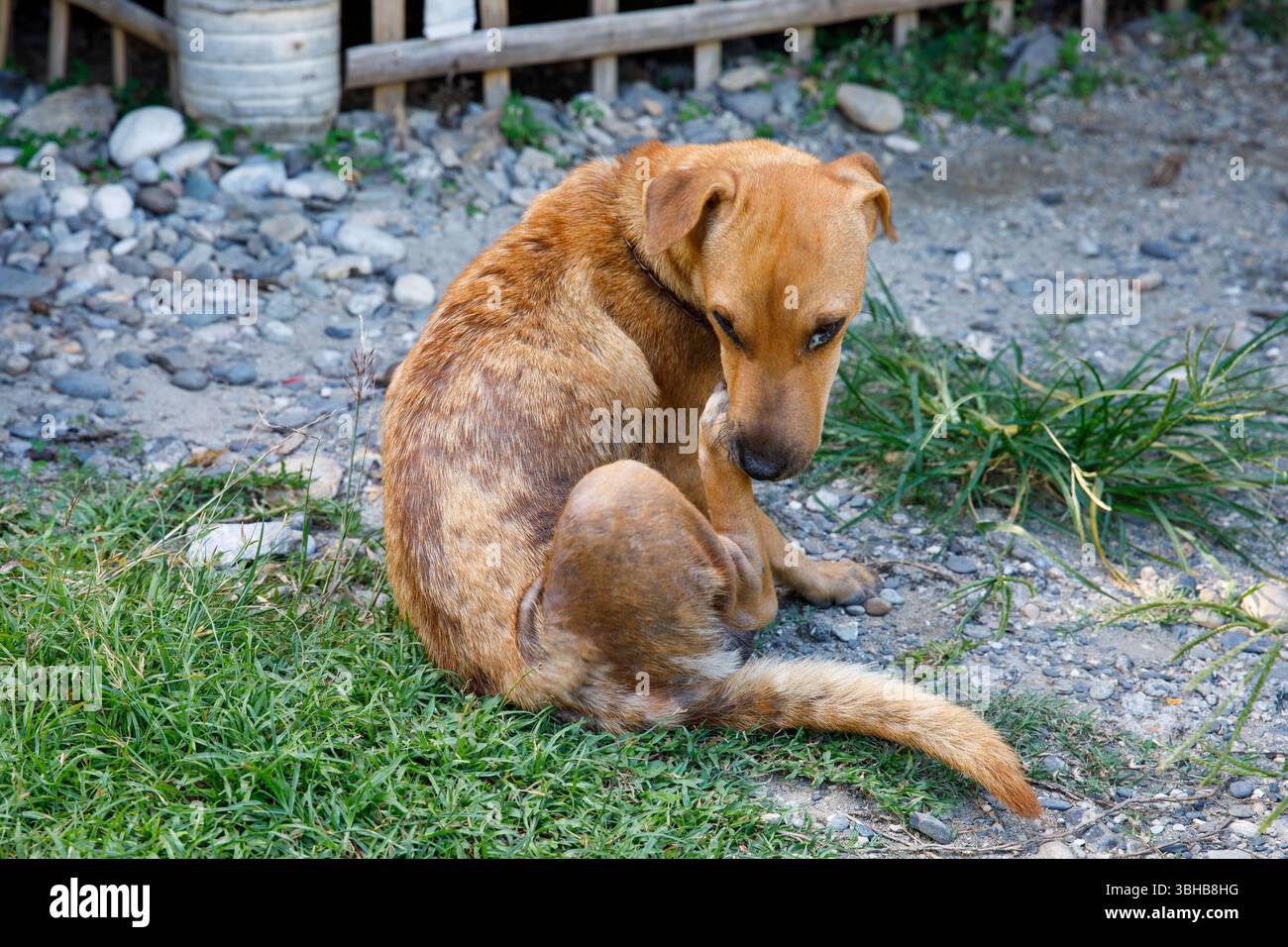 Itching dog showing signs of skin irritation Stock Photo - Alamy