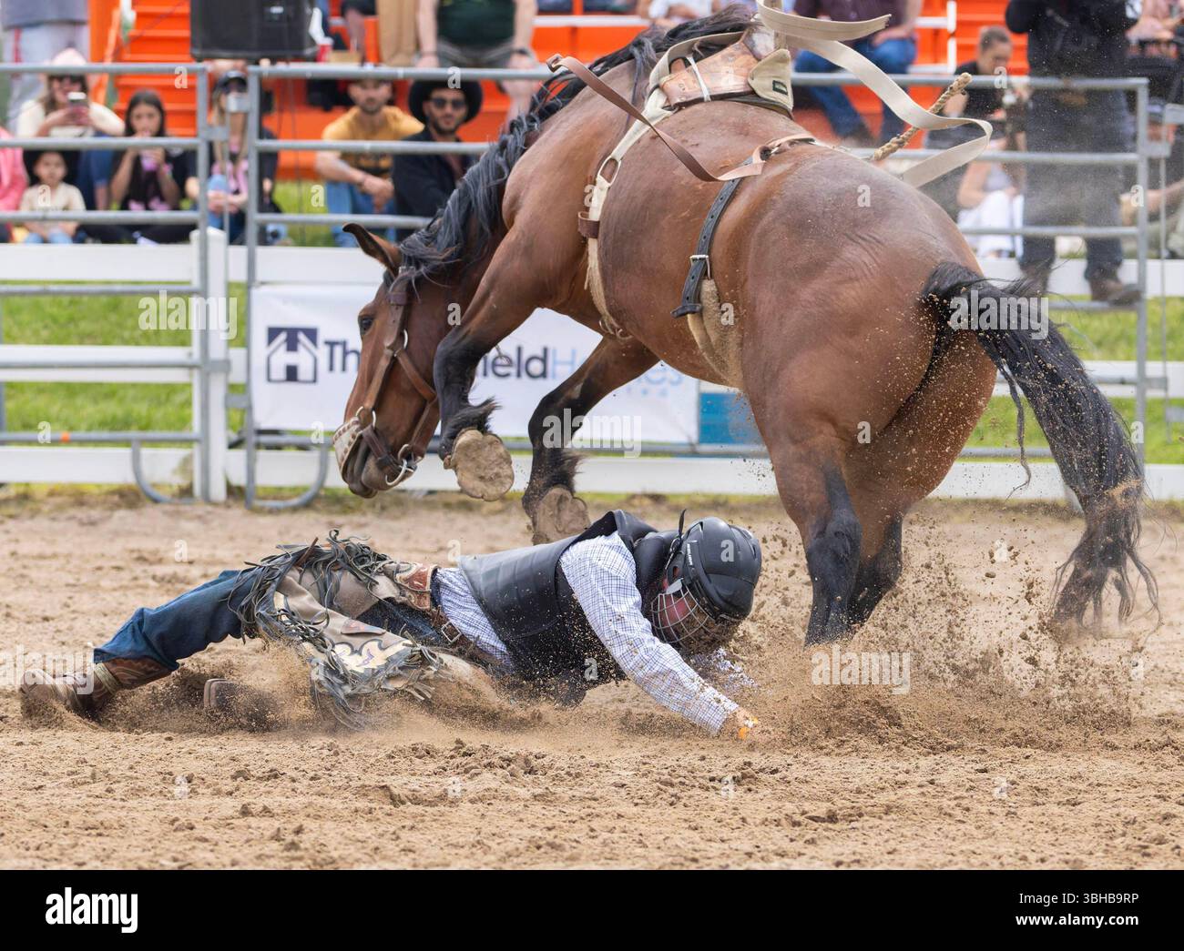Mono, Canada. 8th June, 2025. A cowboy falls in the bareback riding ...