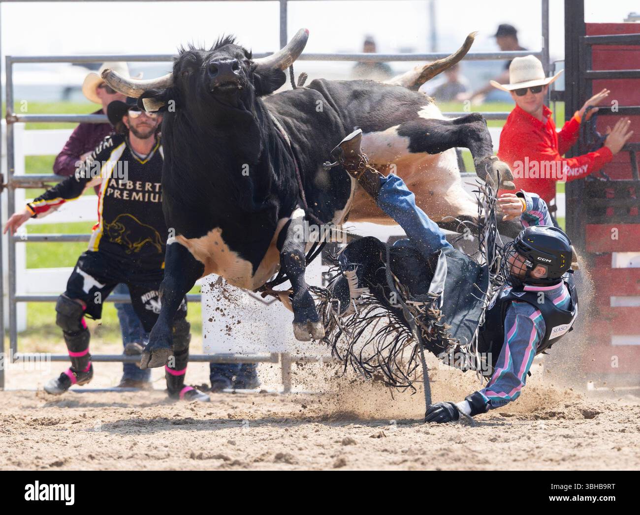 Mono, Canada. 8th June, 2025. A cowboy falls in the bull riding event ...