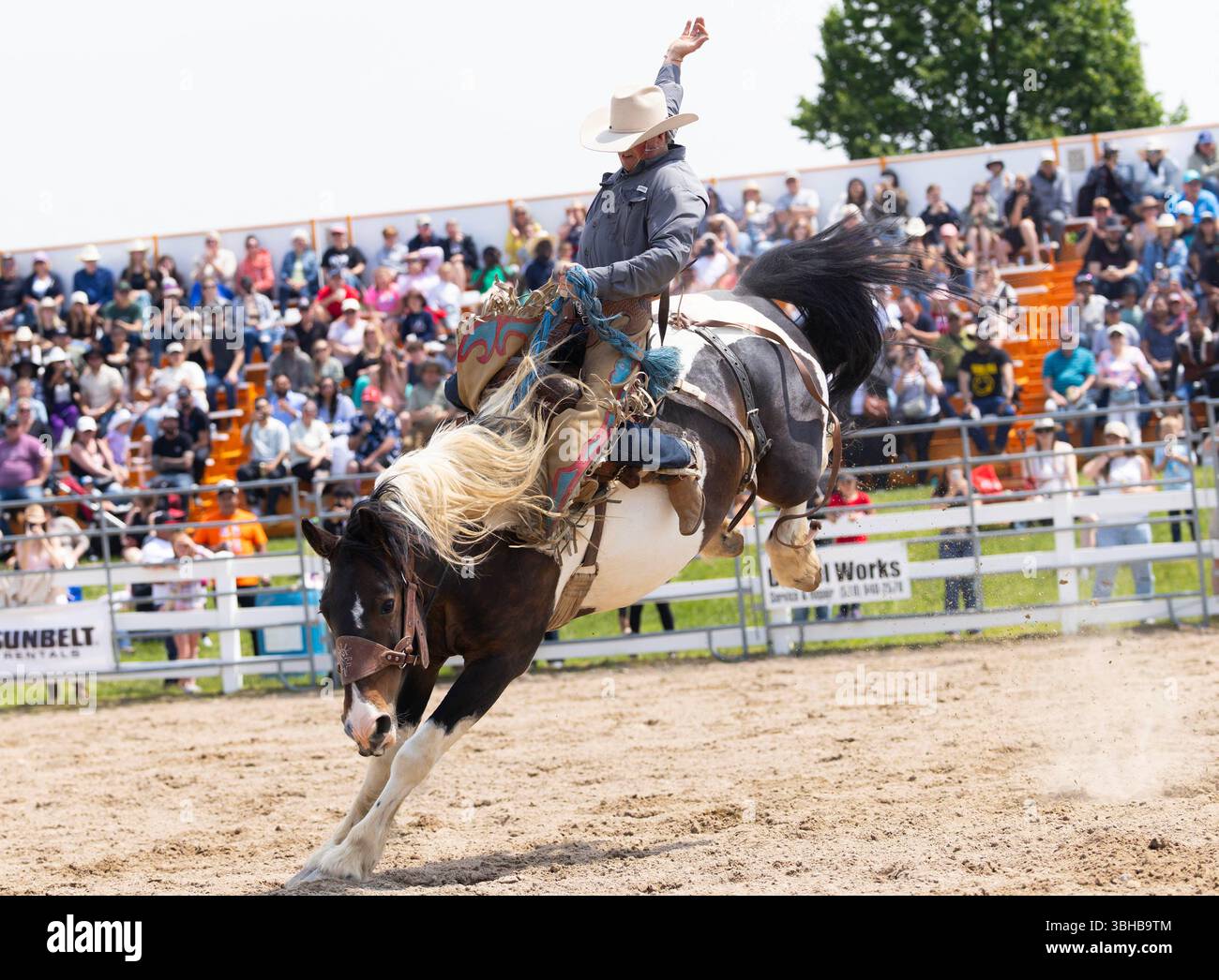 Mono, Canada. 8th June, 2025. A cowboy competes in the saddle bronc ...