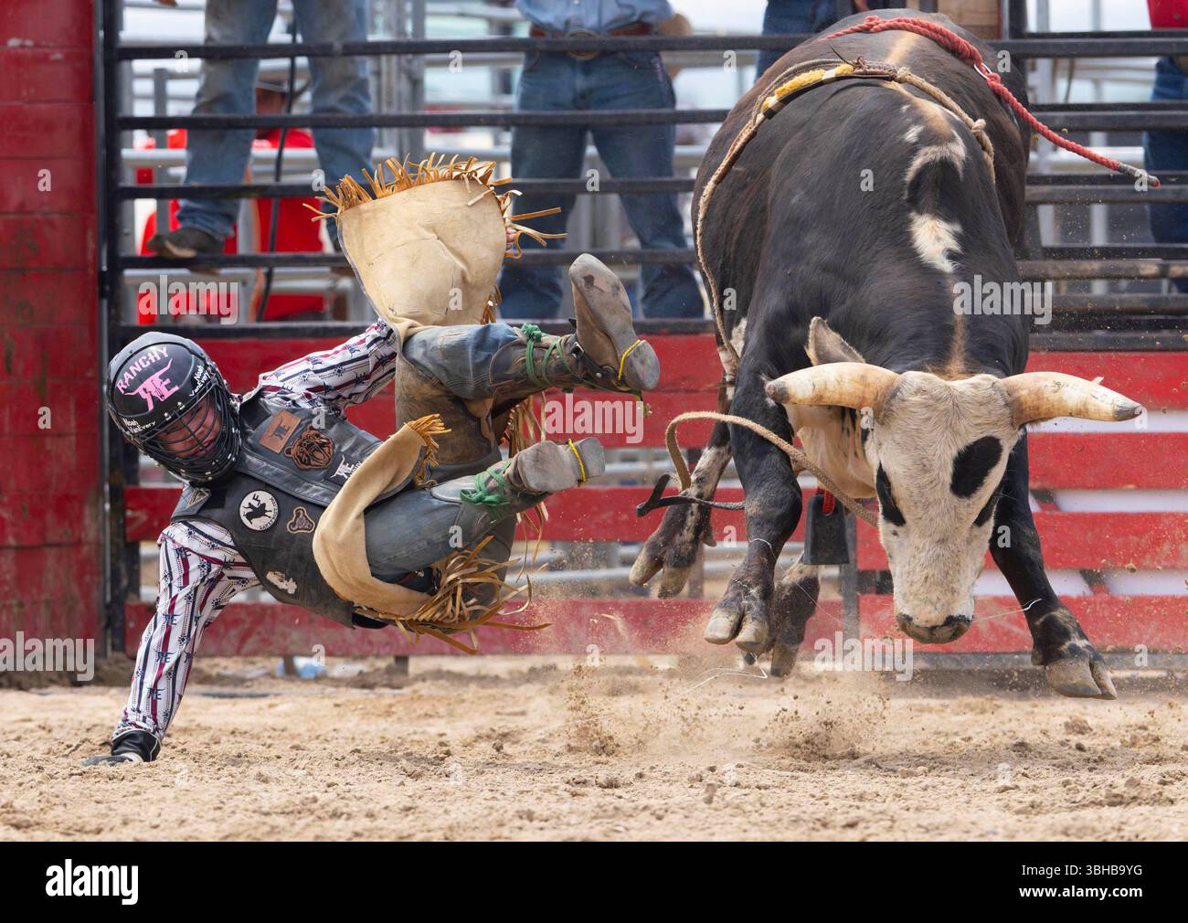 Mono, Canada. 8th June, 2025. A cowboy falls in the bull riding event ...
