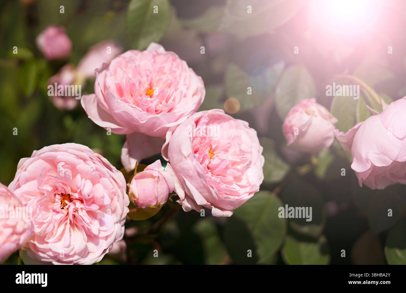 Natural light on roses hi-res stock photography and images - Alamy