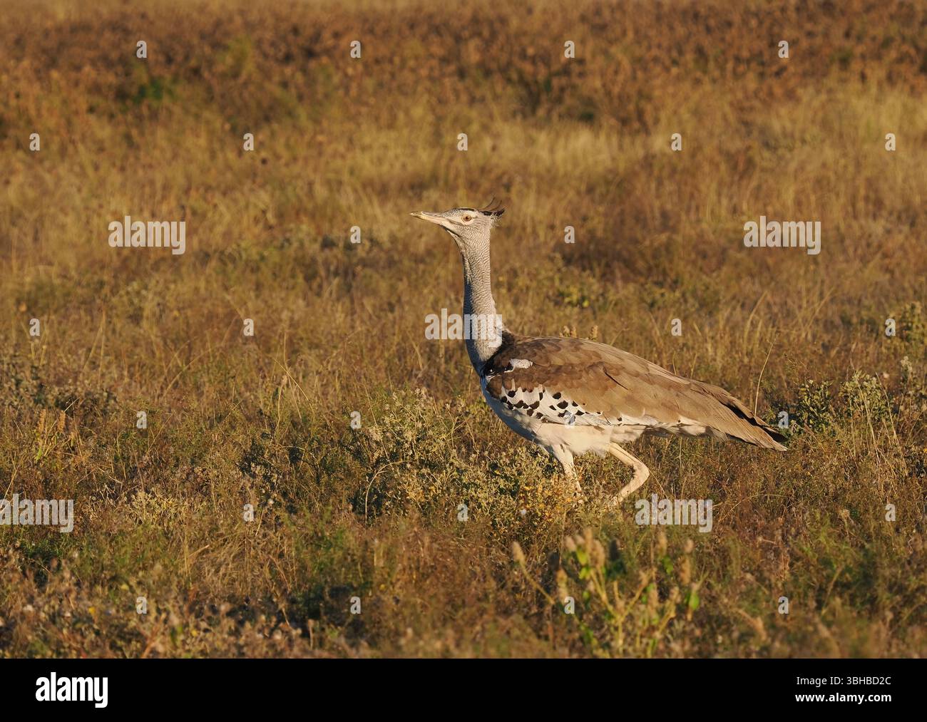 The kori bustard is the worlds heaviest flying bird. In 2014 it was ...