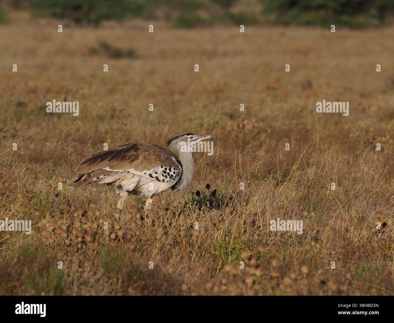 The kori bustard is the worlds heaviest flying bird. In 2014 it was ...