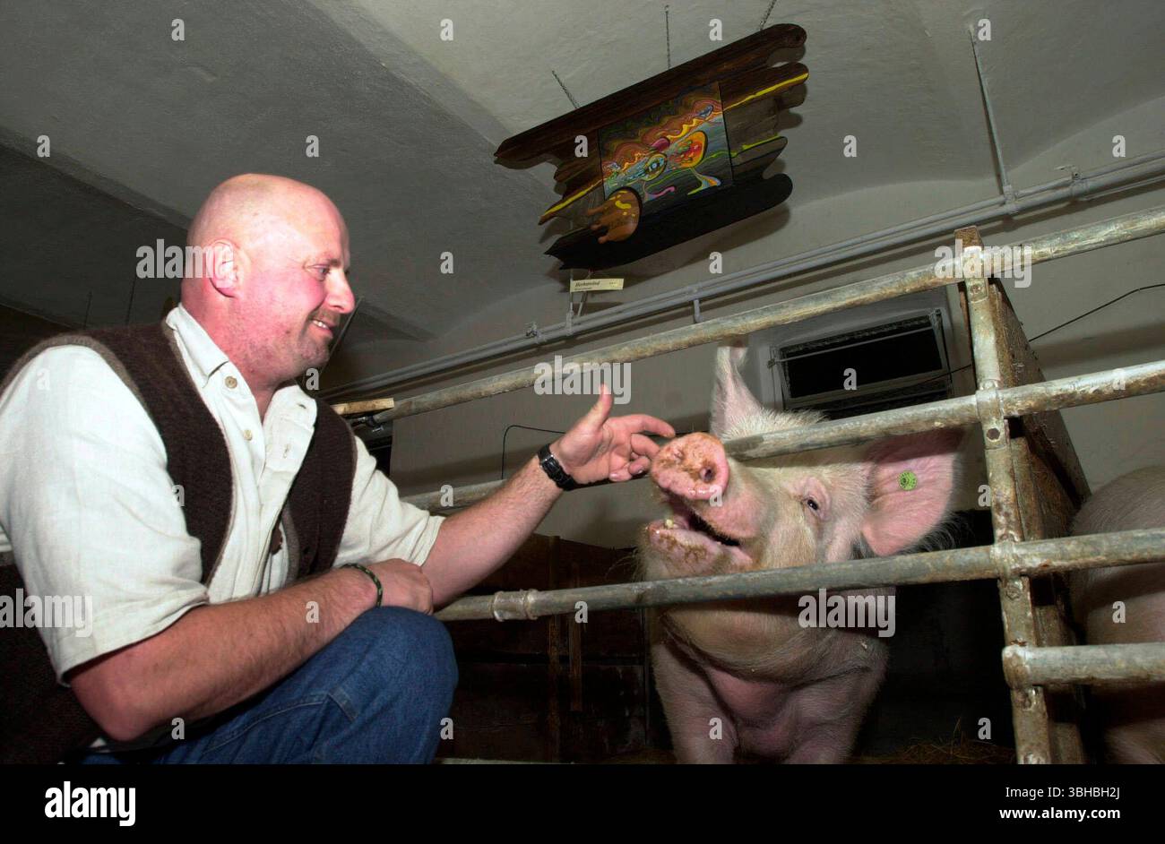 pig breeding in livestock farming, farm animal breeding in agriculture ...