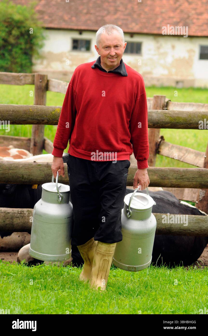 Fresh cow milk in milk cans on a dairy farm Milk cans on a dairy farm ...