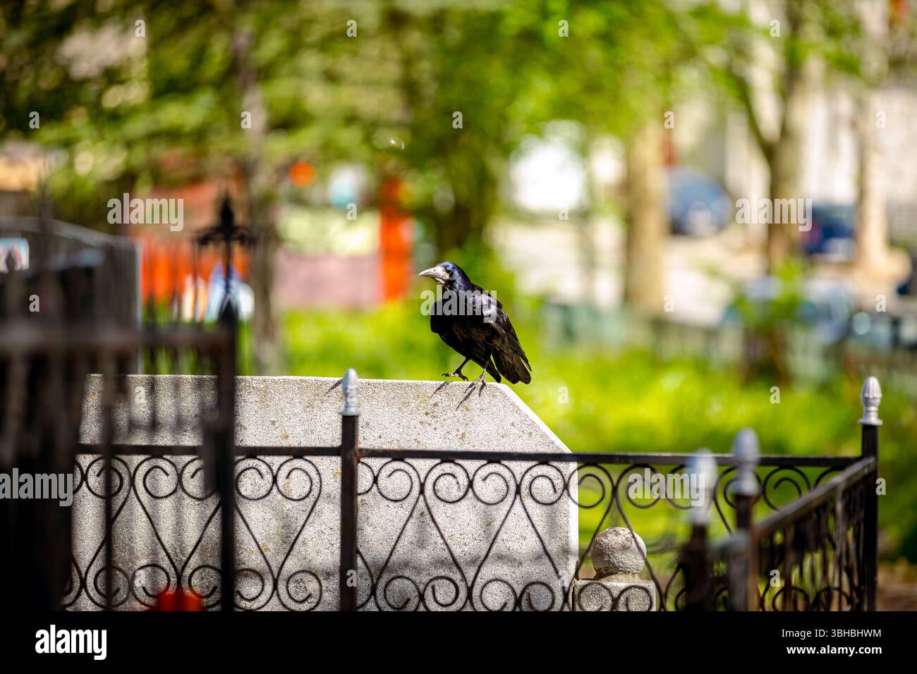 Crow looking for food at graveyard. Raven stand on a gravestone in ...