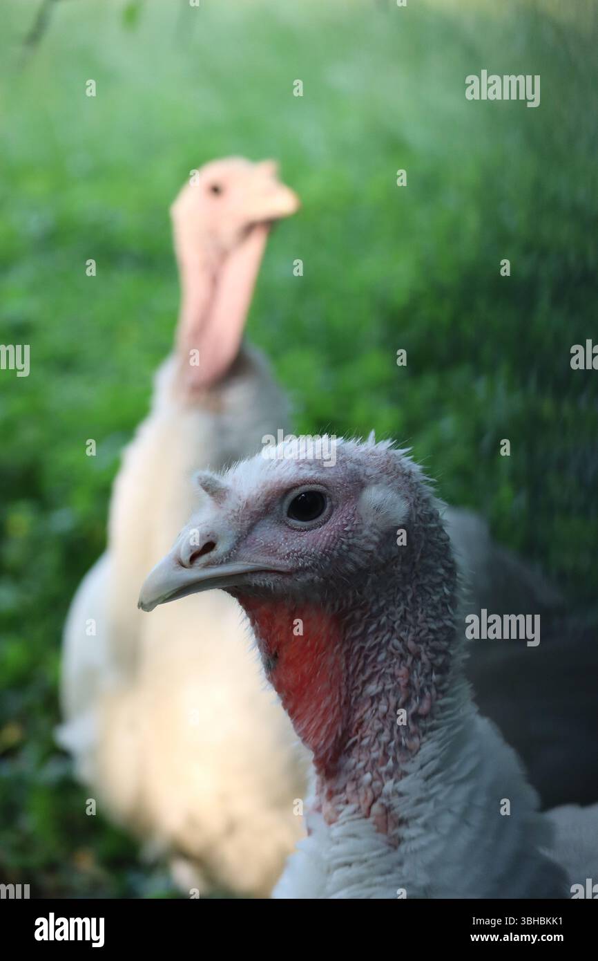 Everybody looks hi-res stock photography and images - Alamy