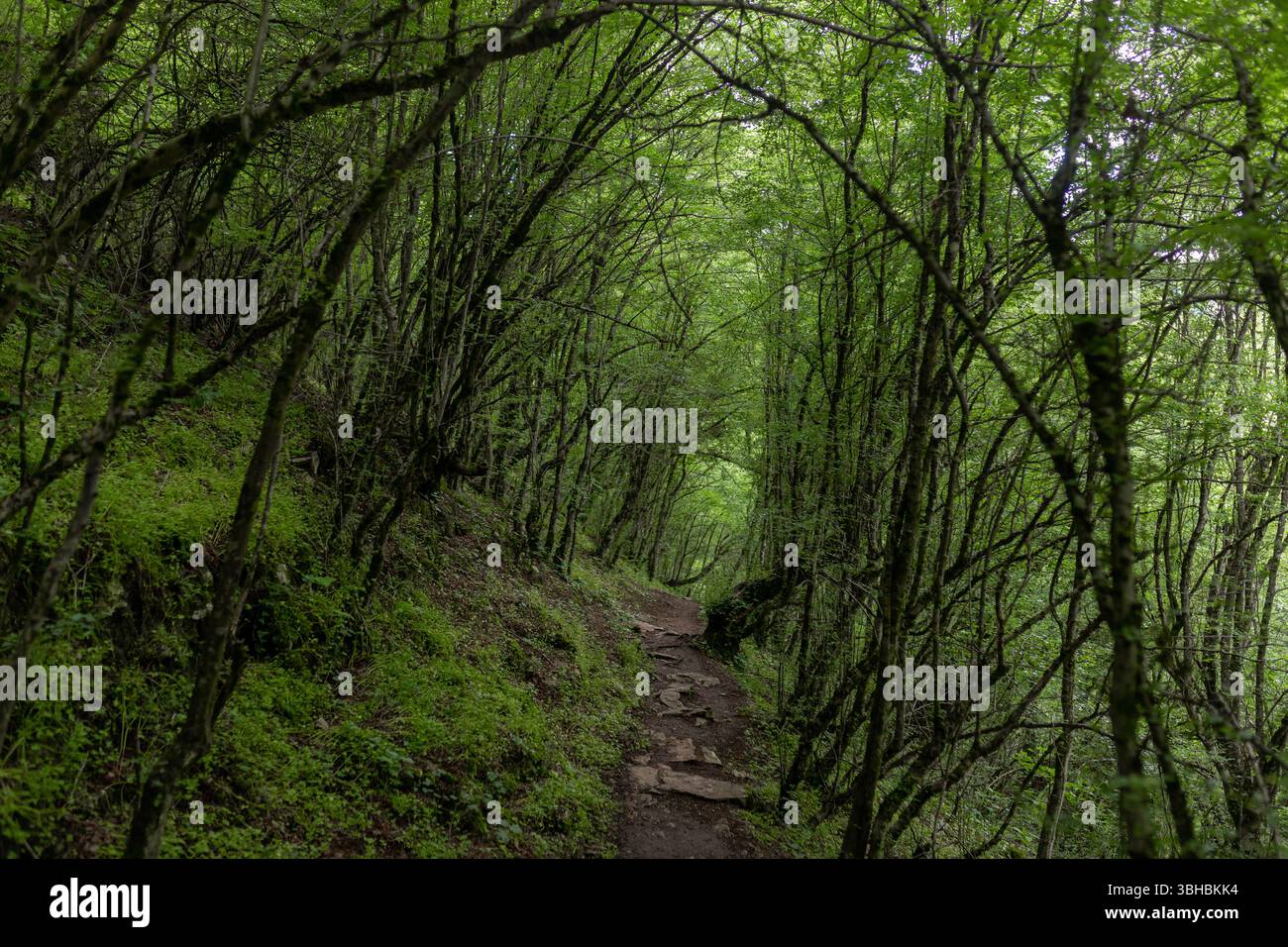 Forest trees dense walking hi-res stock photography and images - Alamy