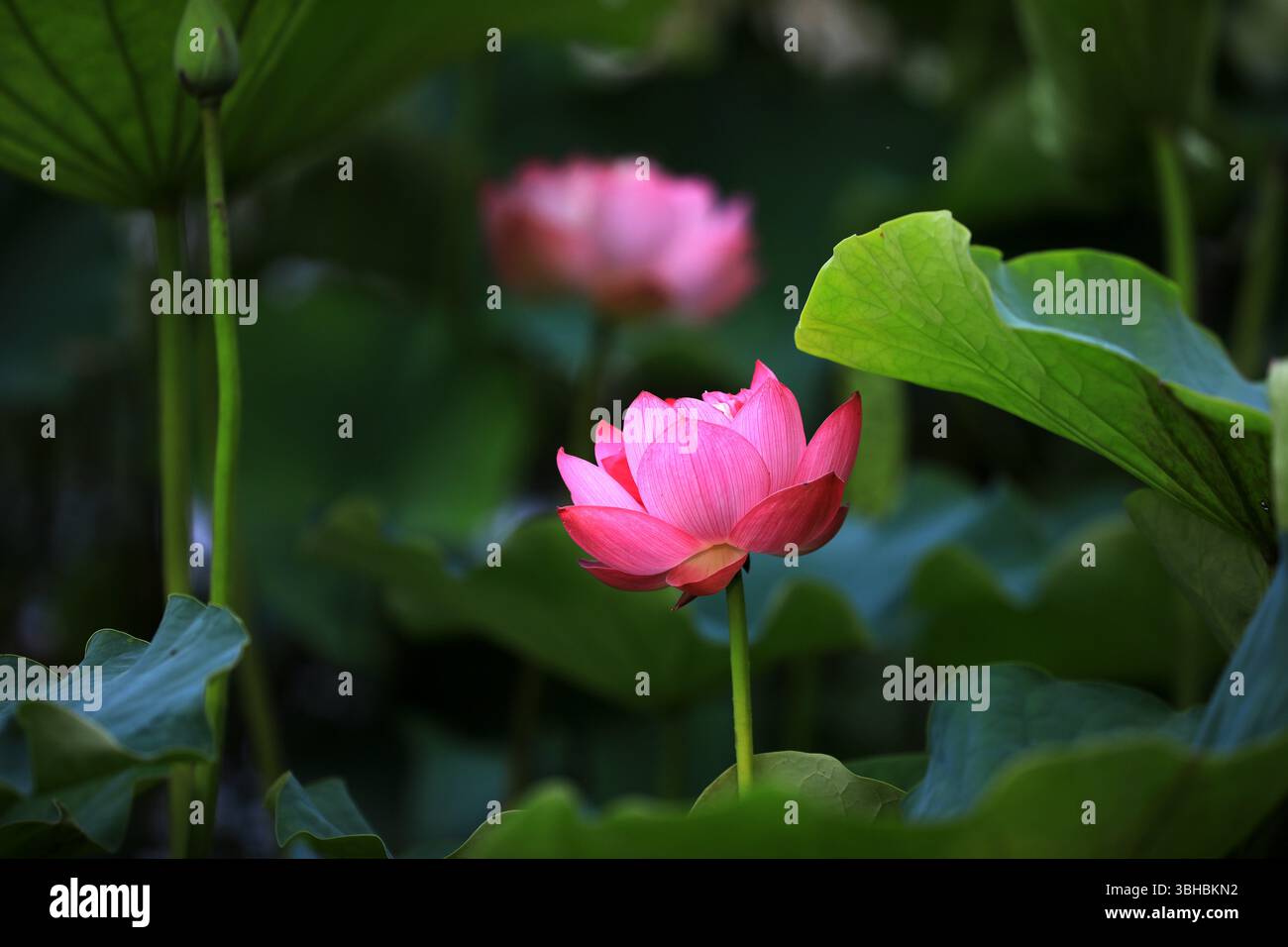 Lotus flowers bloom in Huai'an City, east China's Jiangsu Province, 6 ...