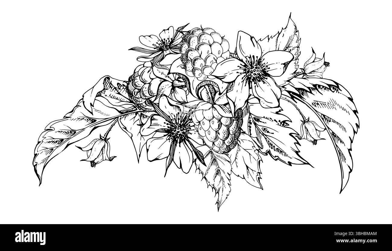 Raspberry flower buds, leaves asymmetrical bunch cluster group, hand ...