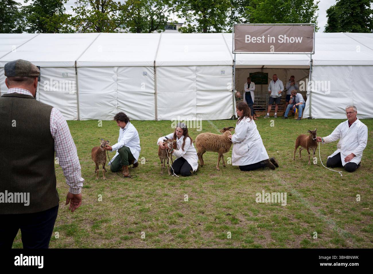 Best In show Castlemilk Moorit sheep are judged at the annual Lambeth ...