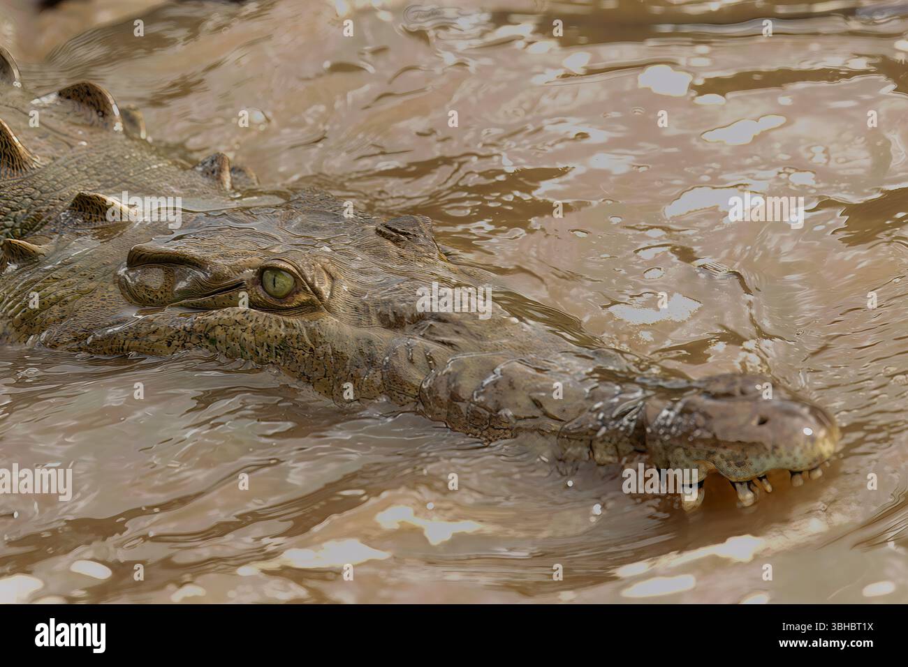 American Cocodile, Crocodylus acutus, Crocodylidae, Rio Tarcoles, Costa ...