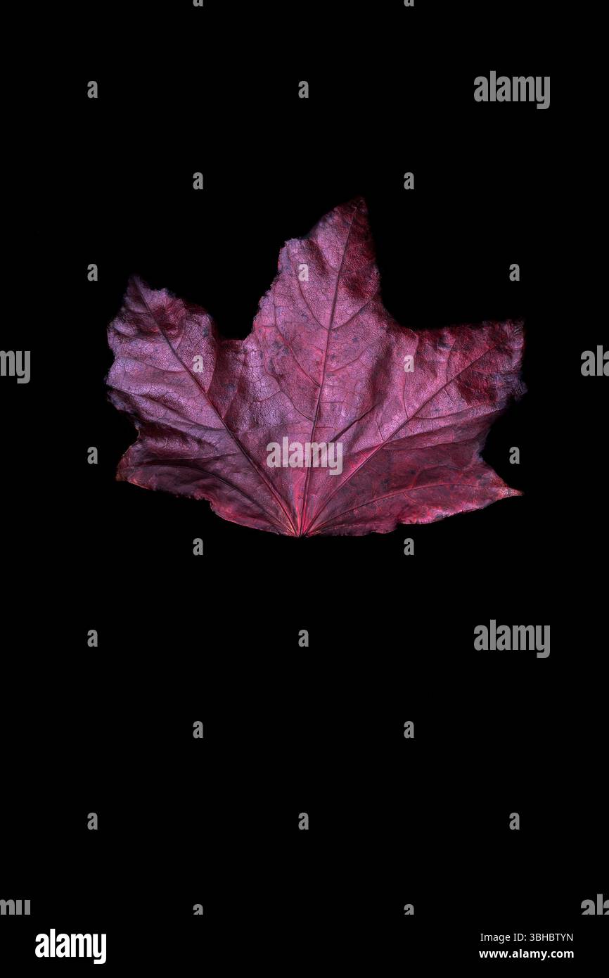 The dead leaf of a Red Maple Acer rubrum tree Stock Photo - Alamy