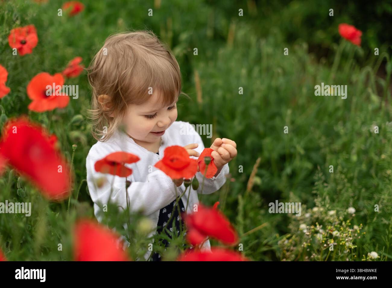 A toddler girl picking red poppy and exploring it Stock Photo - Alamy