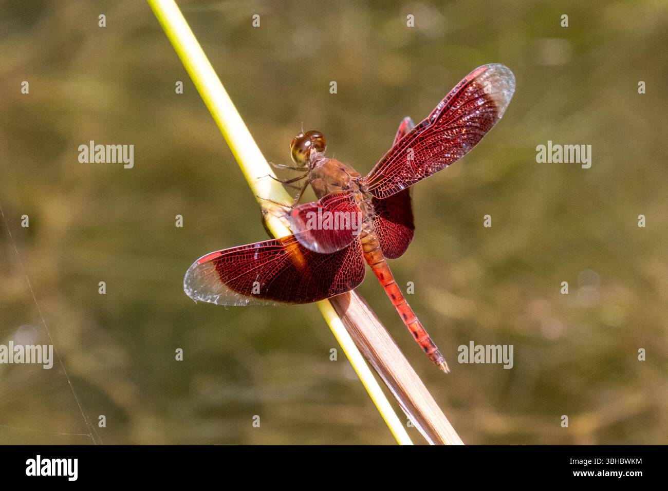 Neurothemis fluctuans dragonfly, known as Red grasshawk, common parasol ...