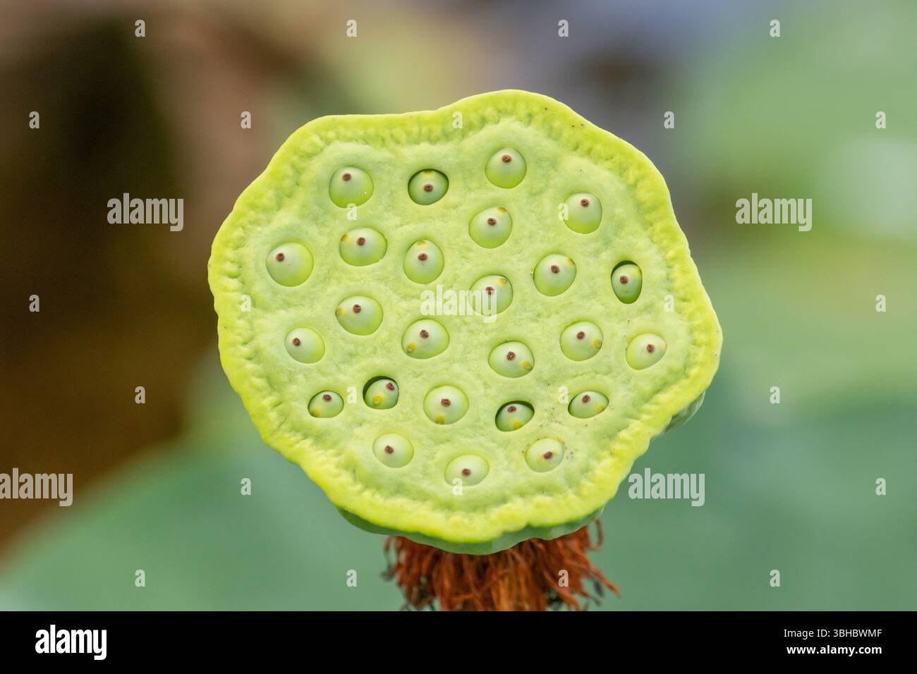 Pink Lotus Nelumbo nucifera seed head, Singapore Stock Photo - Alamy