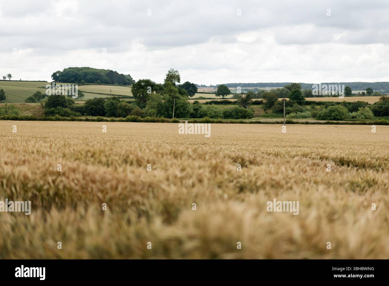 Reaping the wheat hi-res stock photography and images - Alamy