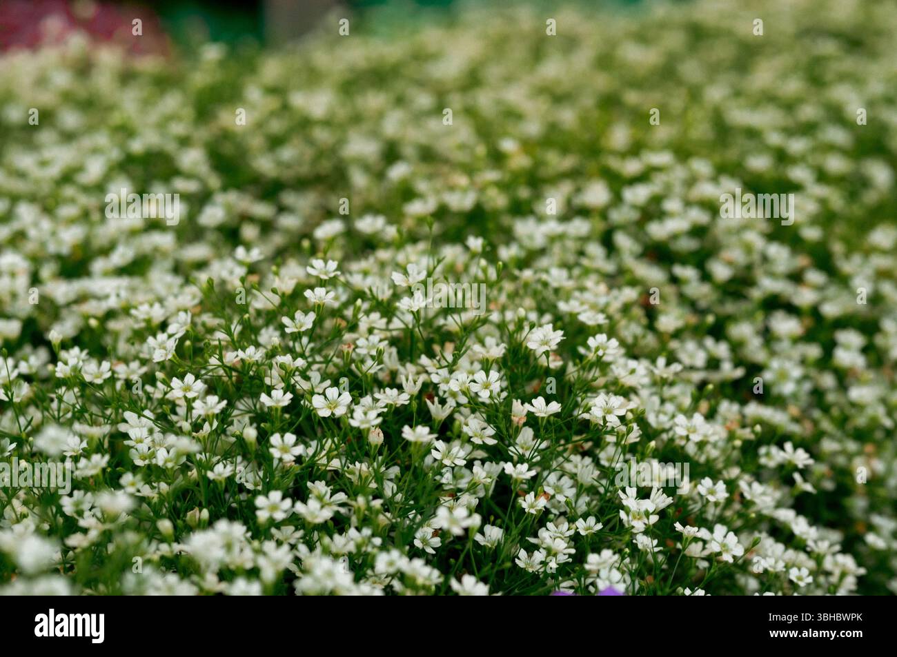 Cluster of tiny white flowers in soft garden focus Stock Photo - Alamy