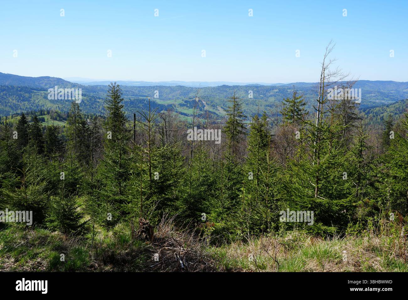 Forest in Silesian Beskids near European Szczyrk town at Silesian ...