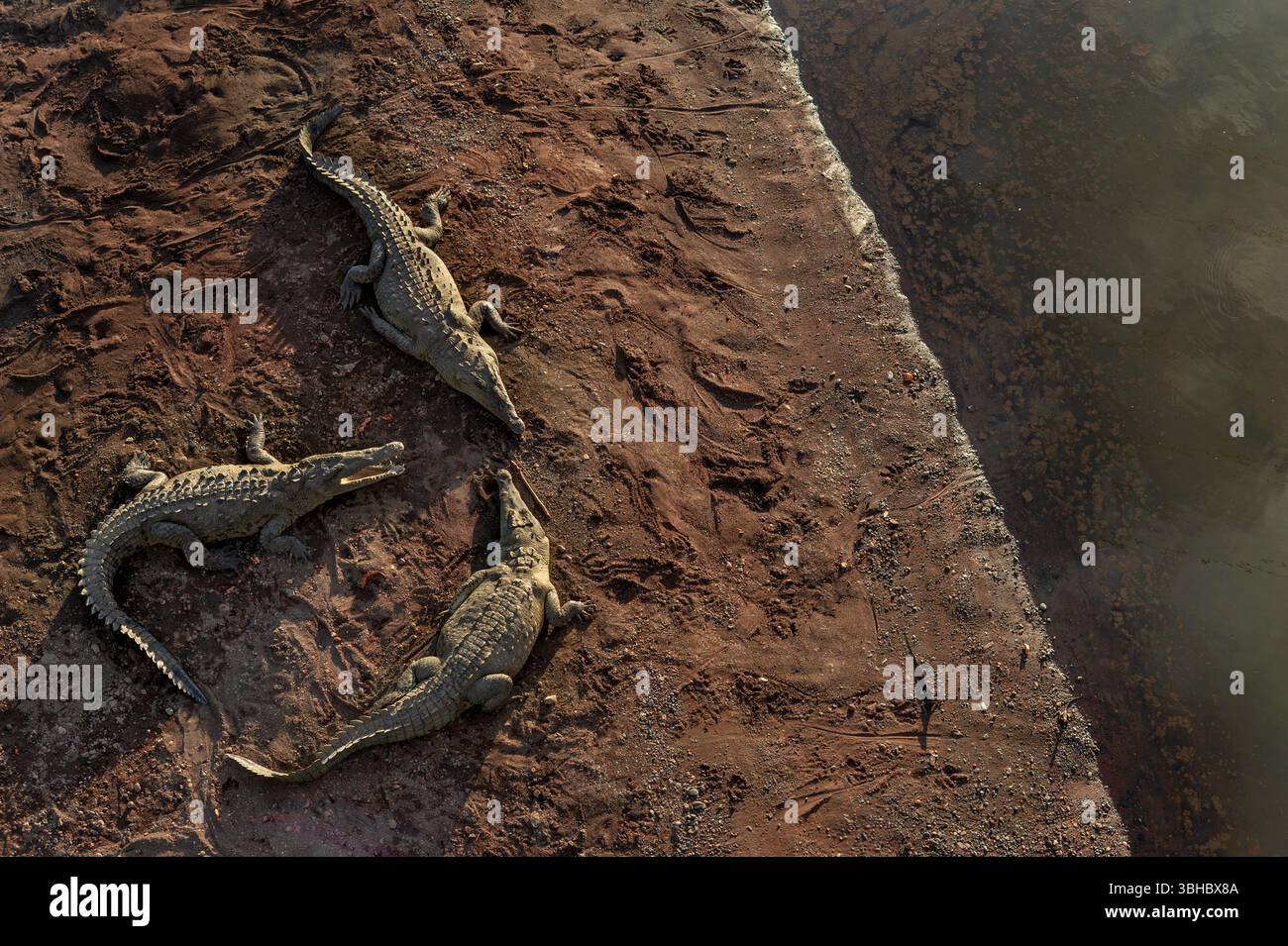 American Cocodile, Crocodylus acutus, Crocodylidae, Rio Tarcoles, Costa ...