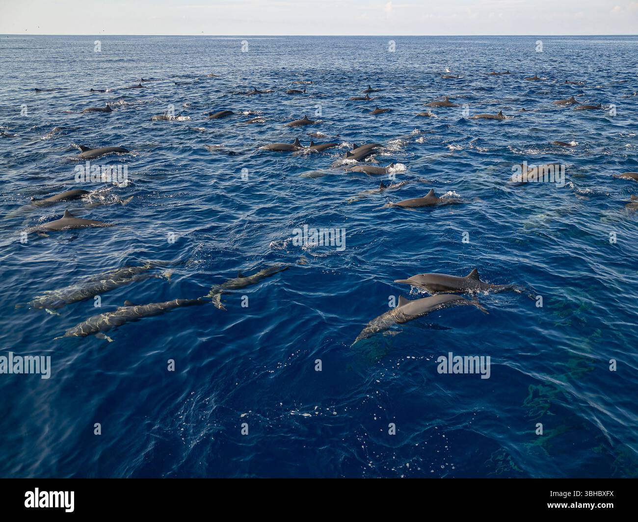 Massive Dolphin Superpod Cuts Through Pacific Waters Stock Photo - Alamy